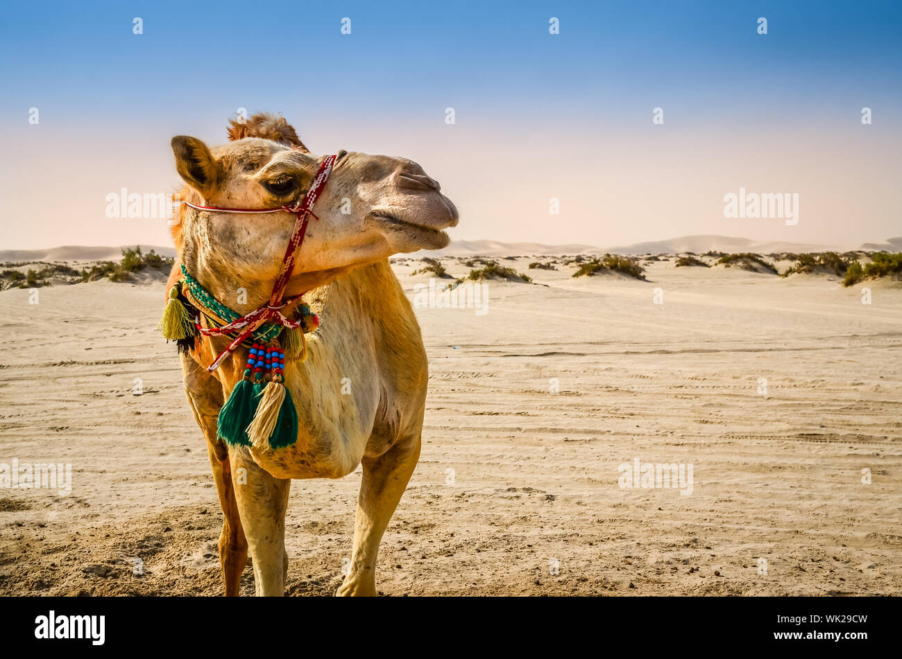 Portrait of camel standing in the desert looking away Stock Photo - Alamy