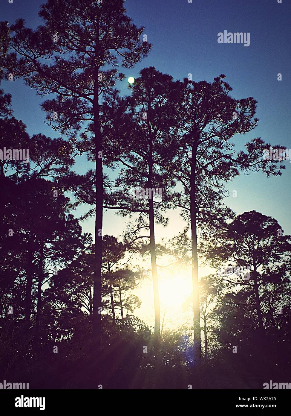 Sun shining through pine trees hi-res stock photography and images - Alamy