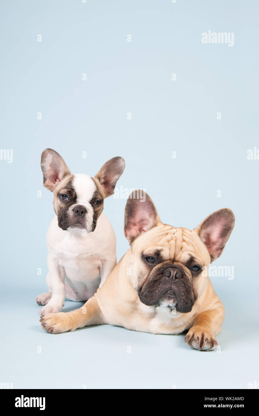 Isolated french bulldogs hi-res stock photography and images - Alamy