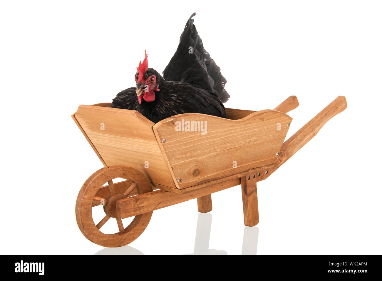 Chicken resting in wheel barrow isolated over white background Stock ...