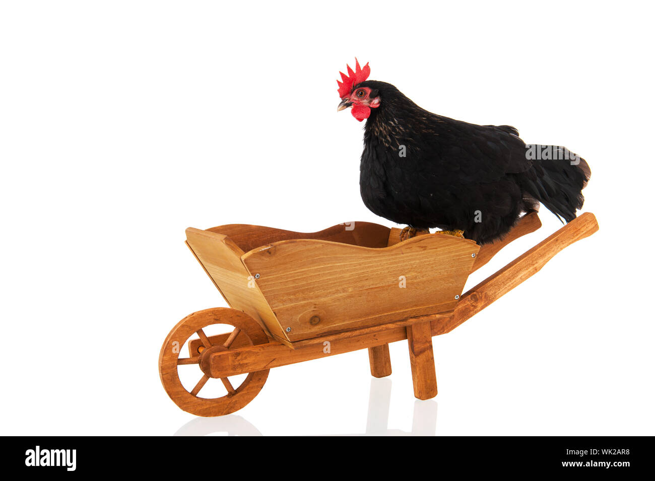 Chicken resting on wheel barrow isolated over white background Stock ...
