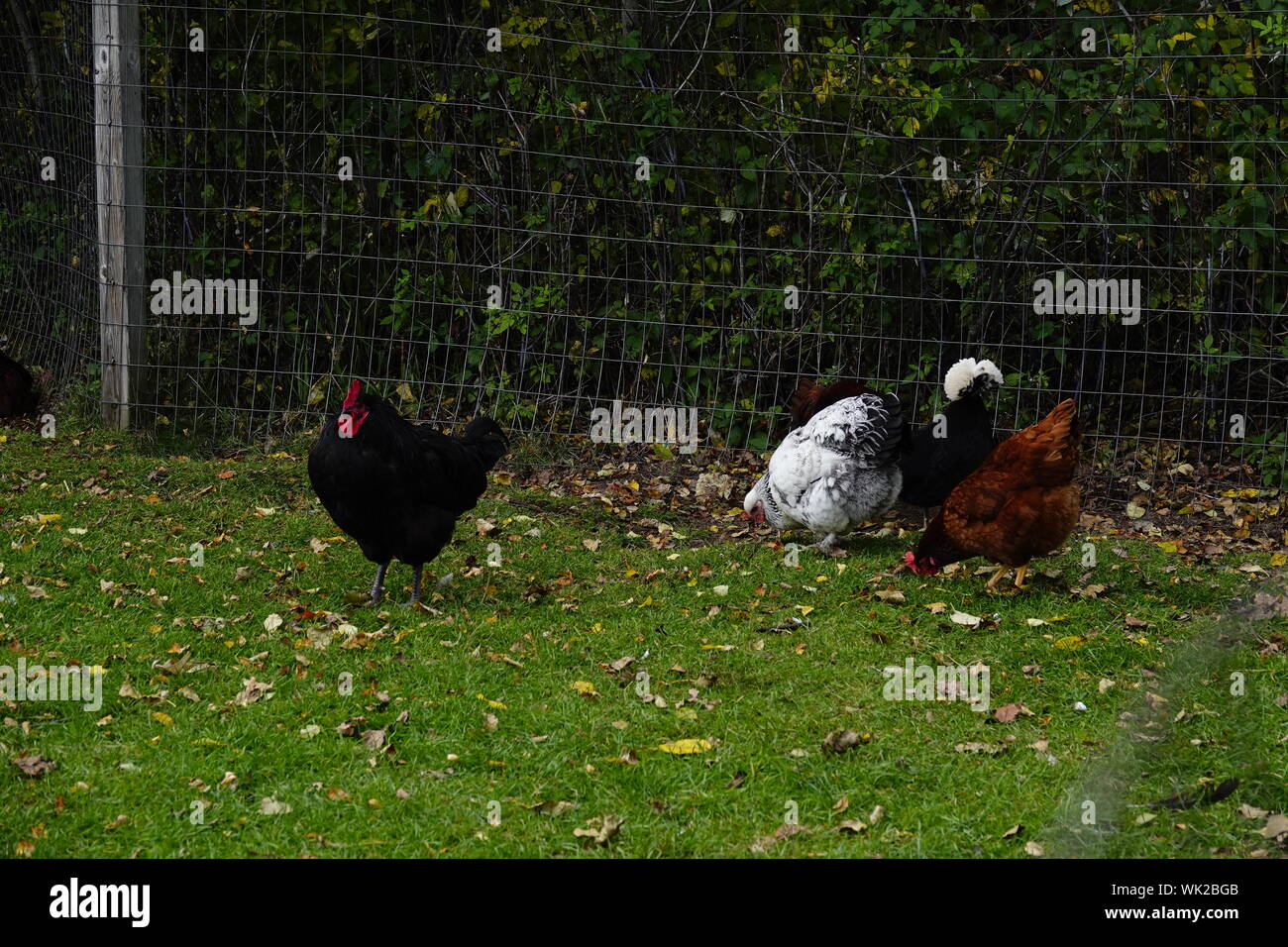 rooster, chicken, bird, animal, farm, poultry, cock, nature, hen, red ...