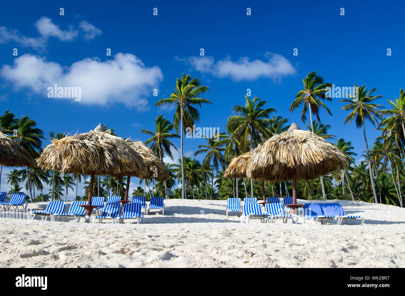 Beach chairs under a palm tree Stock Photo - Alamy