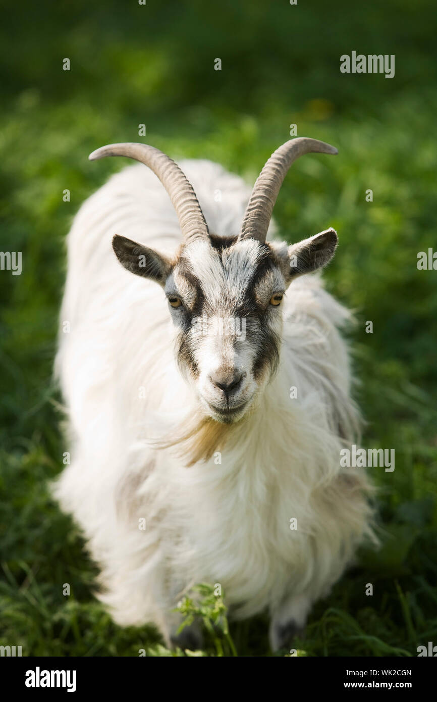 Close up of a Goat Stock Photo - Alamy