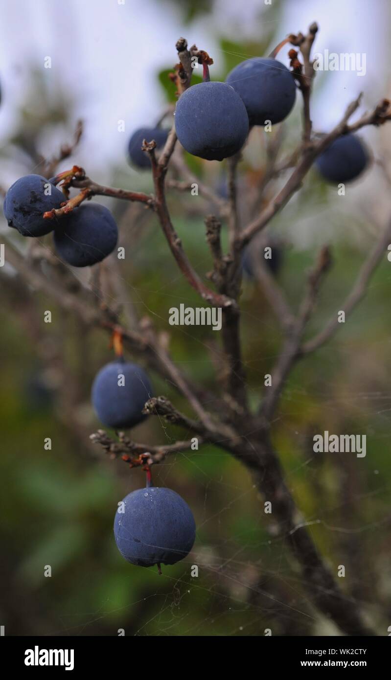 Bog Bilberry or Northern Bilberry. Green background. Vaccinium ...