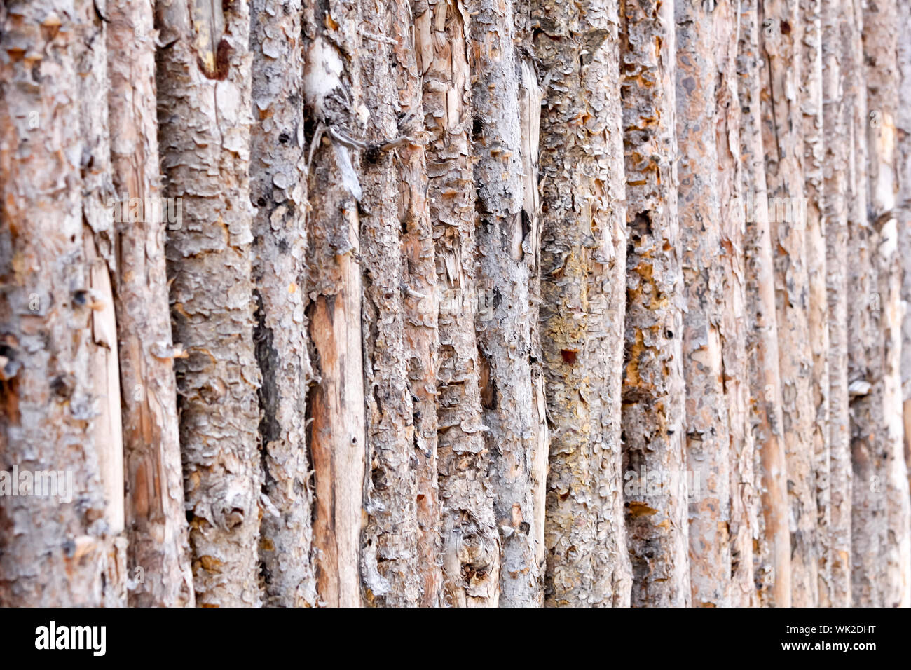 A tree branch or tree trunk fence facade background Stock Photo - Alamy