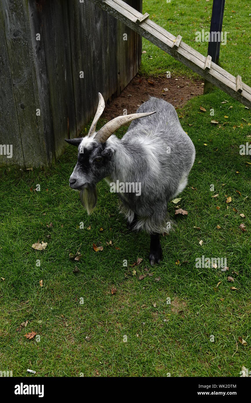 Lop eared goats hi-res stock photography and images - Alamy