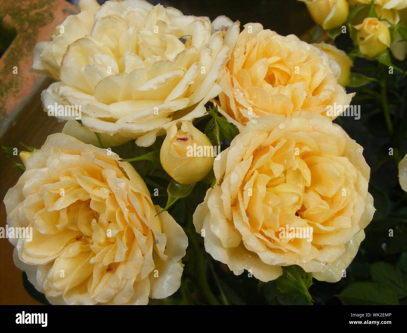 Peach Roses High Resolution Stock Photography and Images - Alamy