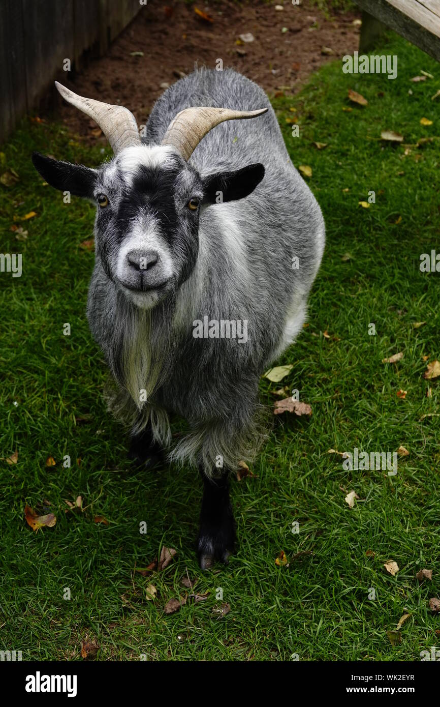 Lop eared goat hi-res stock photography and images - Alamy
