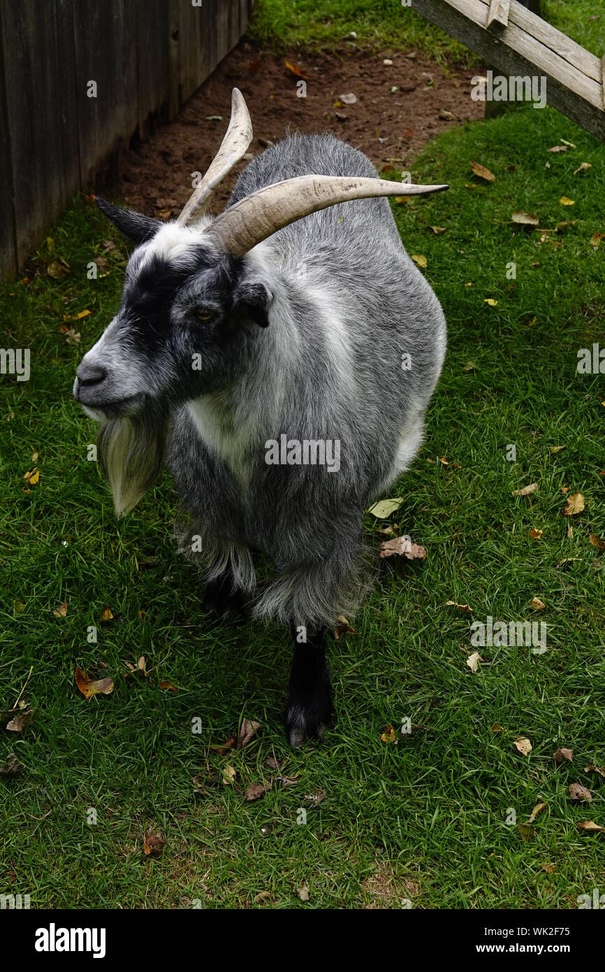 goat, livestock, mammal, animal, farm, nature, meadow, grass, pasture ...