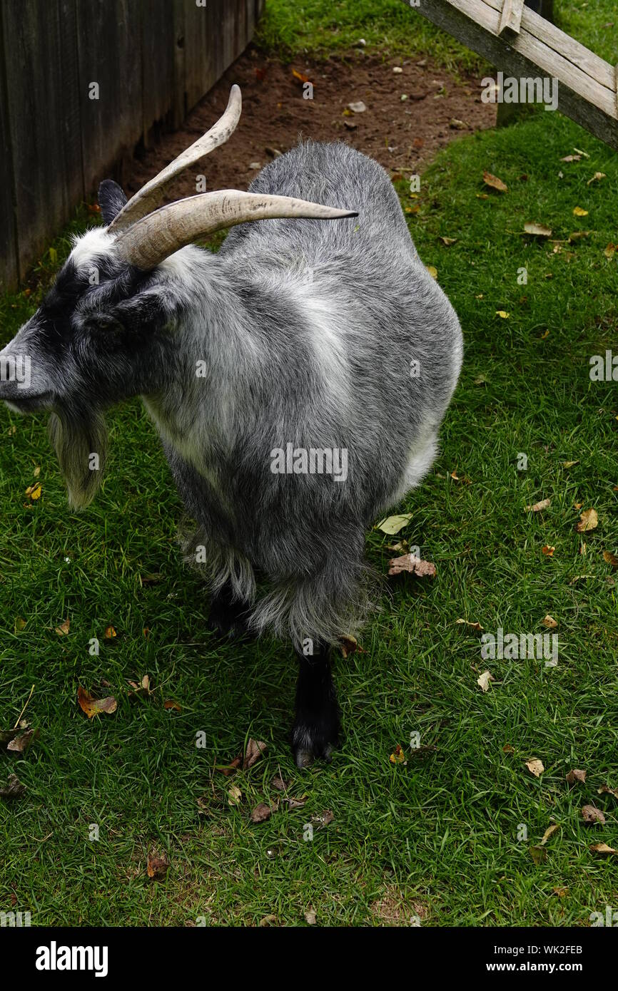 Lop eared goats hi-res stock photography and images - Alamy