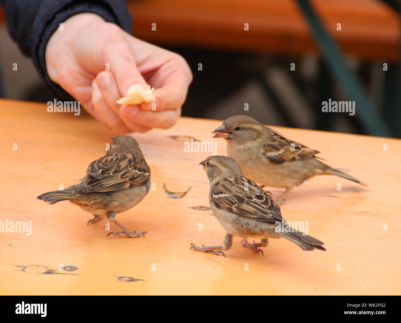 Person holding sparrow hi-res stock photography and images - Alamy