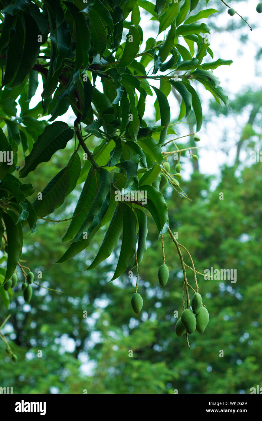 Mangoes growing on mango tree hi-res stock photography and images - Alamy