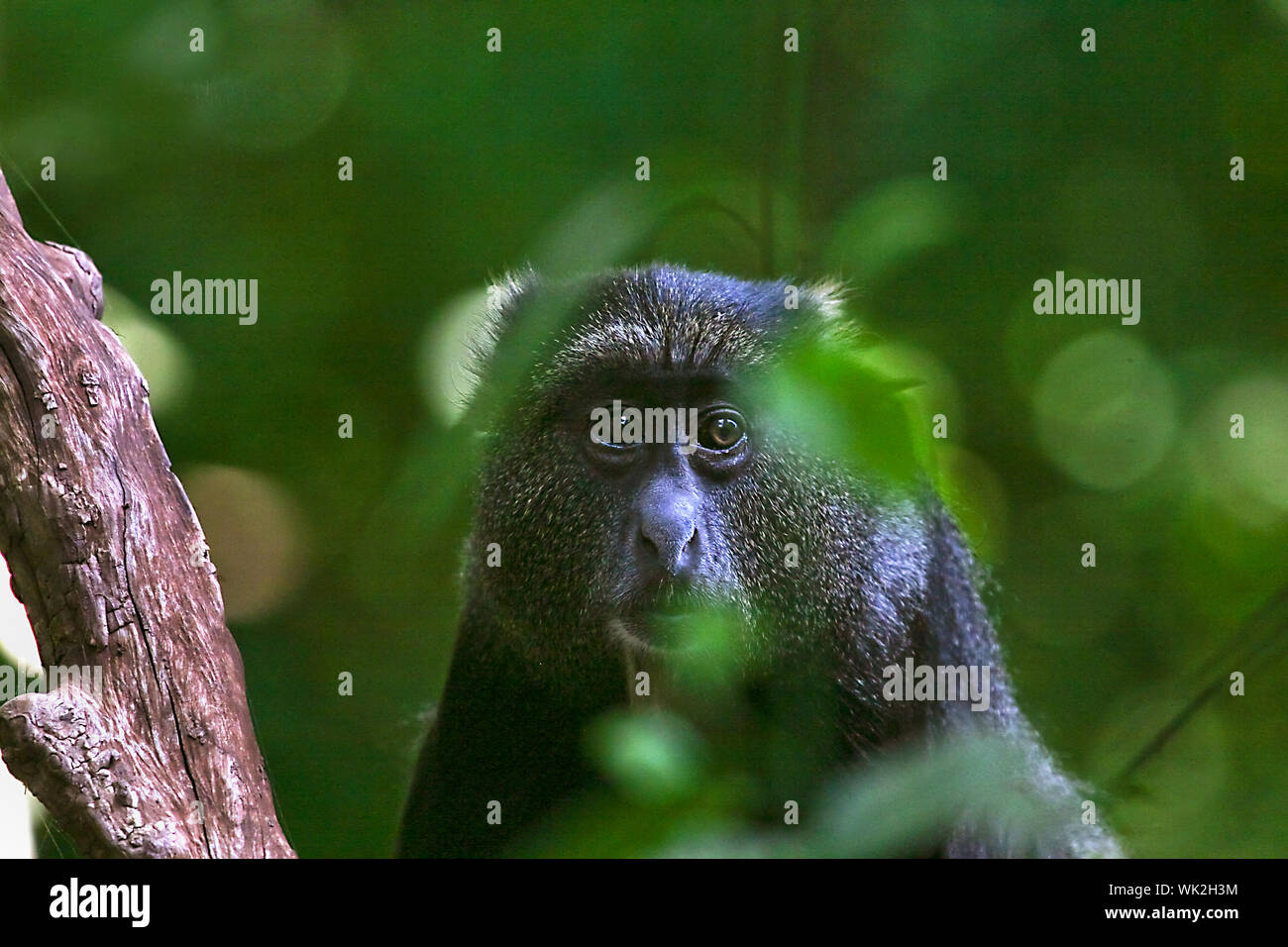 Blue monkey (Cercopithecus mitis) in Lake Manyara National Park ...