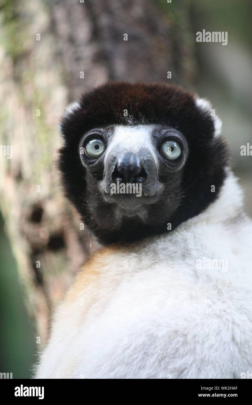 Indri indri lemur hi-res stock photography and images - Alamy