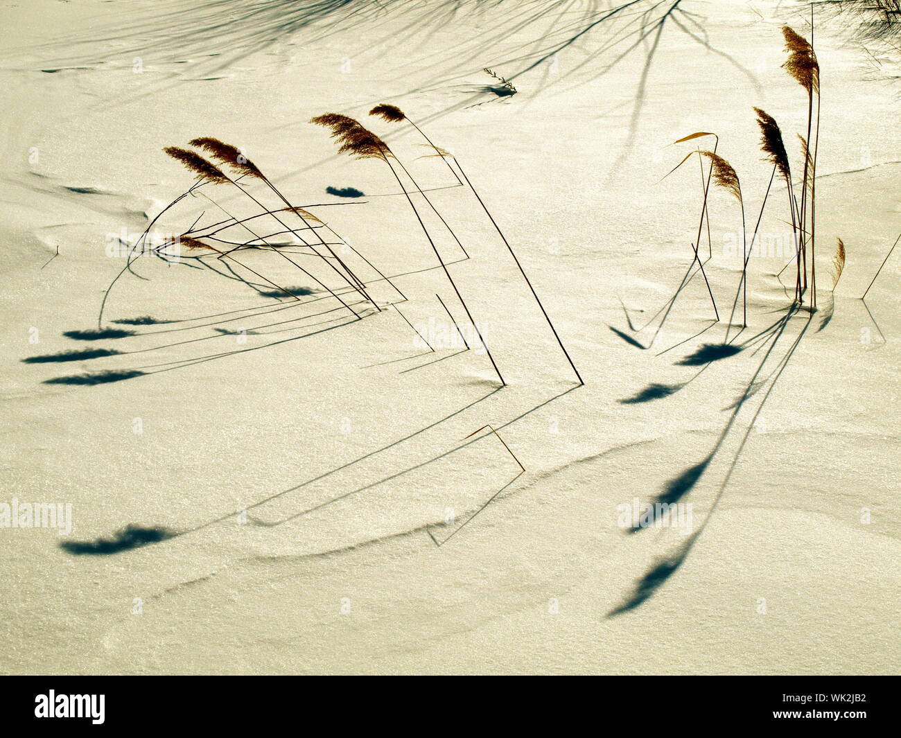 Reeds beach hi-res stock photography and images - Alamy