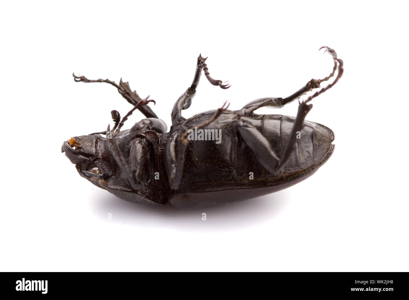 dead bug isolated on white background Stock Photo - Alamy