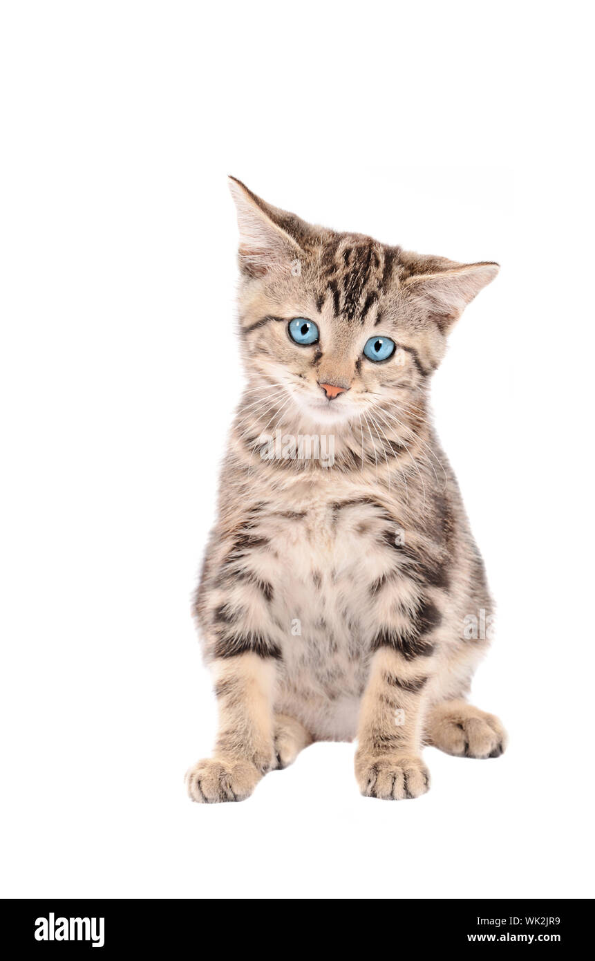 Sad Kitten White Background