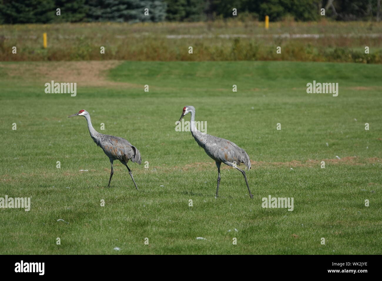 bird, wildlife, crane, nature, sandhill crane, animal, birds, sandhill ...