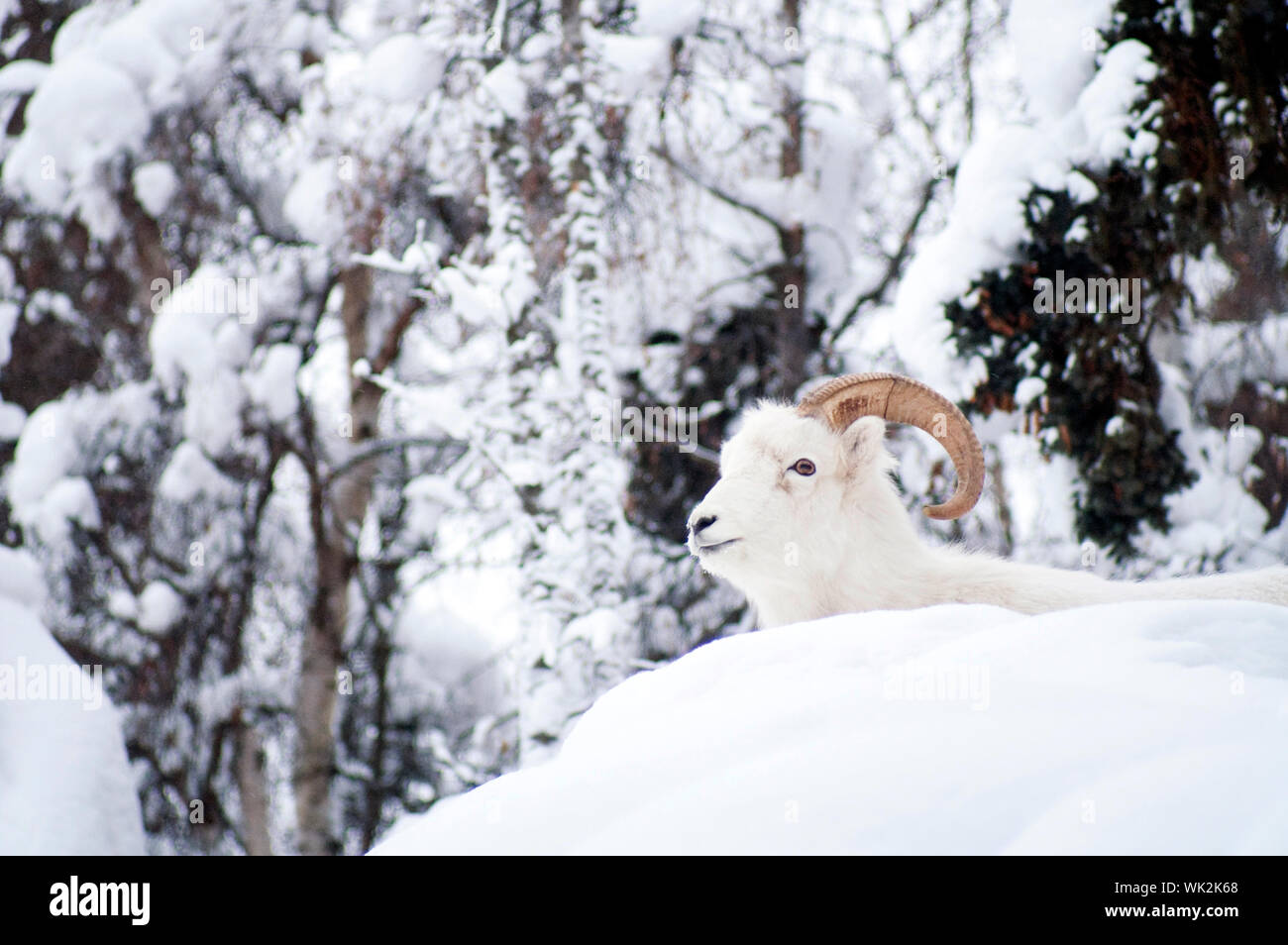 Dall sheep alaska head hi-res stock photography and images - Alamy