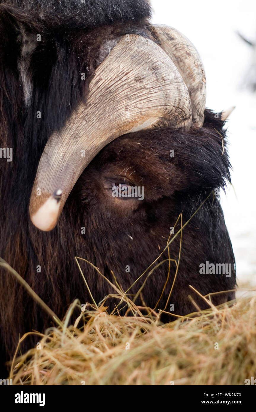 A male Musk Ox gets his fill of feed Stock Photo - Alamy