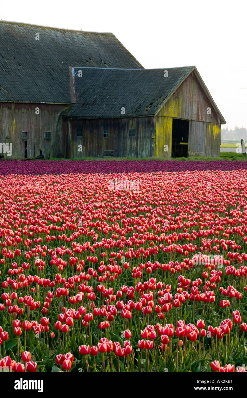 The Barn in the Tulip Field Stock Photo - Alamy