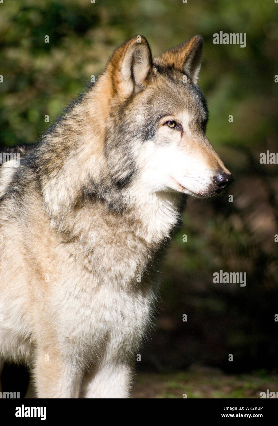 North american timber wolf hi-res stock photography and images - Alamy