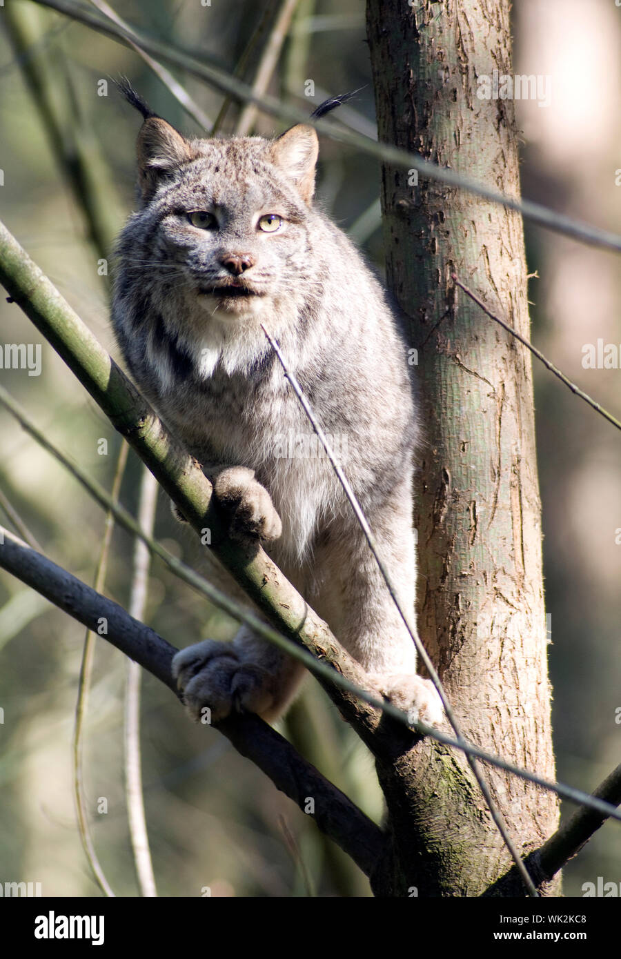 A North American Bobcat stands on a limb looking att the camera Stock ...