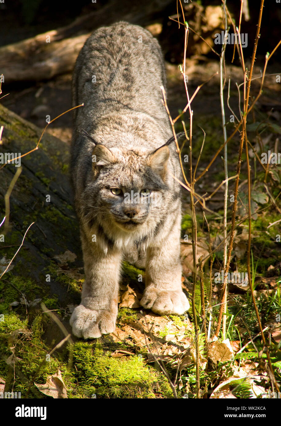 A North American Bobcat stands looking at the camera Stock Photo - Alamy