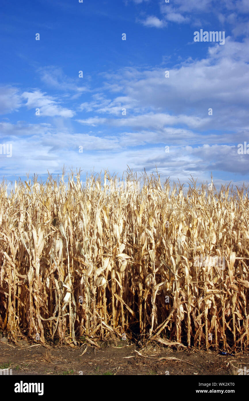 Corn still standing after a freeze having never been harvested Stock ...