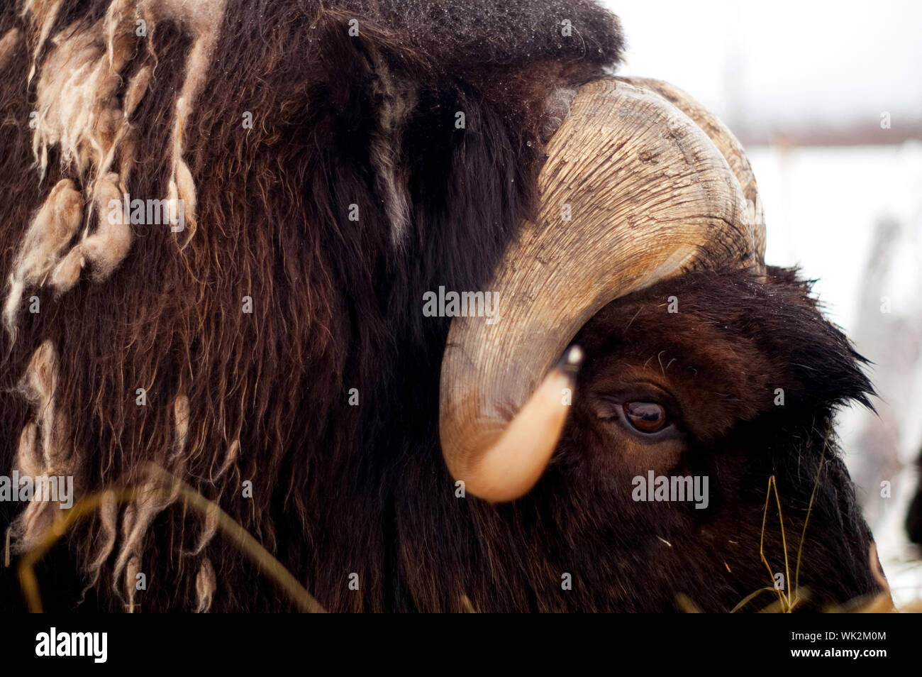 Portrait of the Musk Ox Stock Photo - Alamy