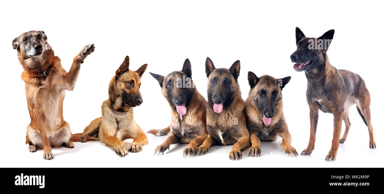 group of malinois in front of white background Stock Photo - Alamy