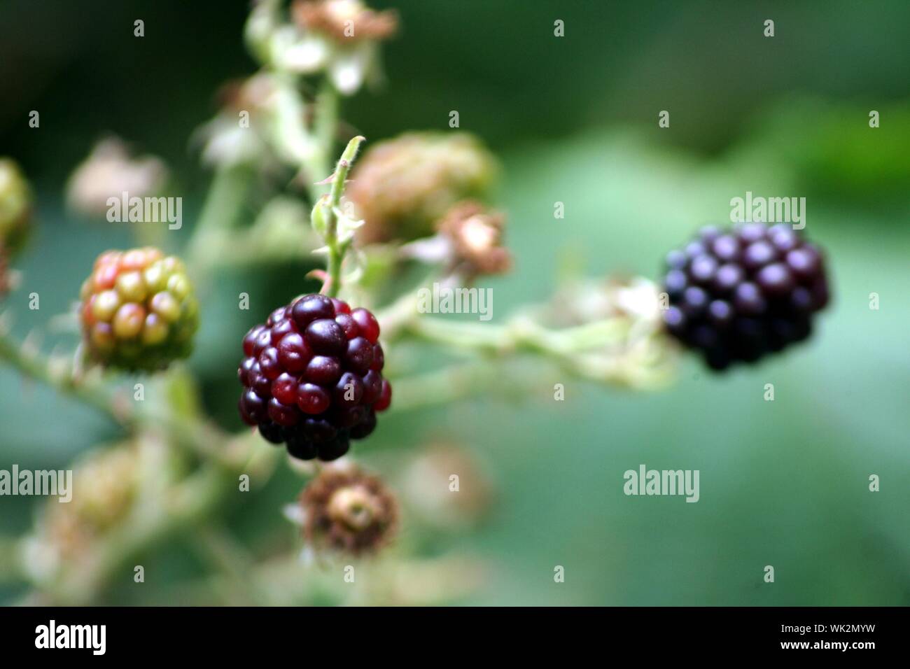 Food calligraphy hi-res stock photography and images - Alamy