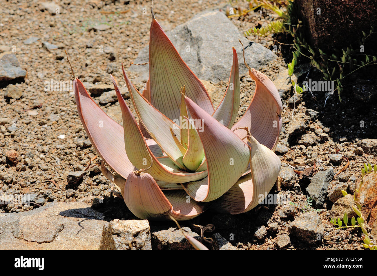 Coral Aloe with long lines on its blue-green leaves Stock Photo - Alamy