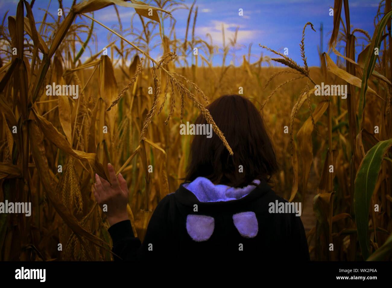 Women in corn field hi-res stock photography and images - Alamy
