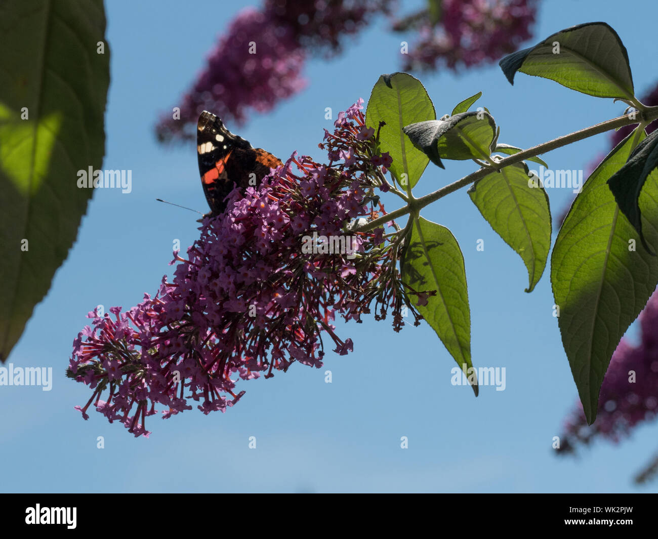 Purple butterfly tree hi-res stock photography and images - Alamy