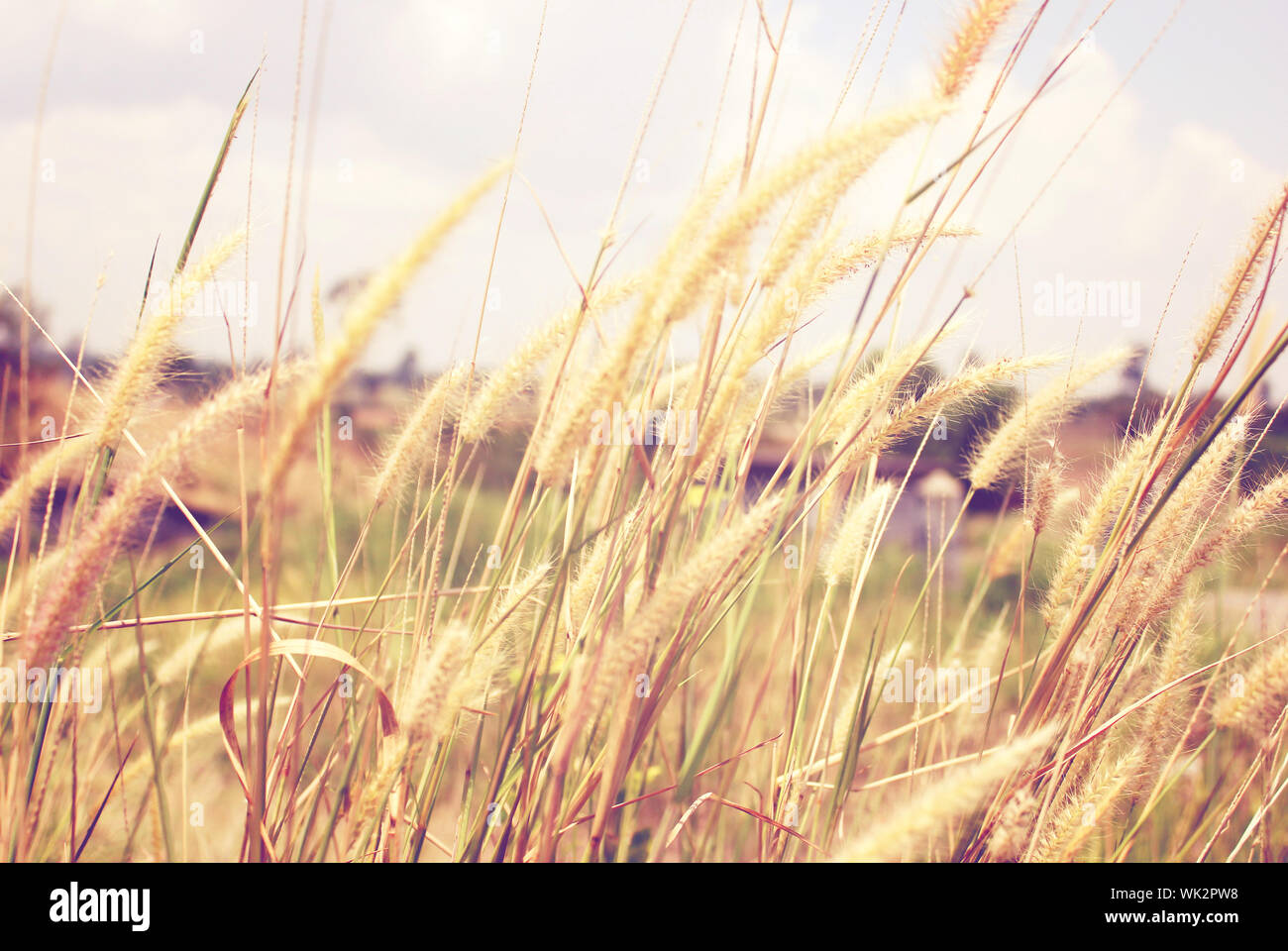 Close up of golden grass field with retro filter effect Stock Photo - Alamy
