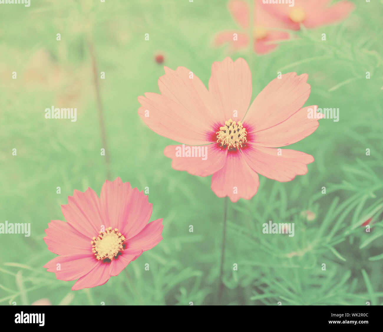 Pink blossom flowers with retro filter effect Stock Photo - Alamy