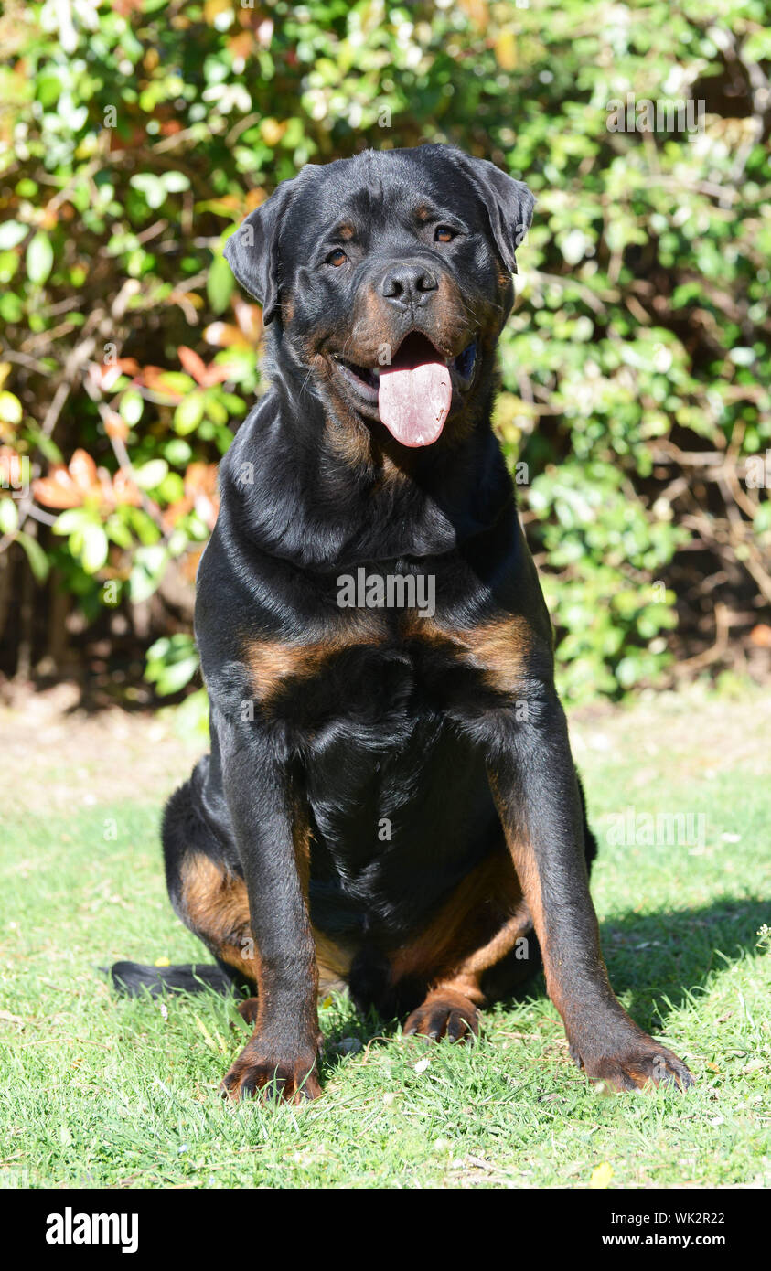 young rottweiler, seven months old in a garden Stock Photo - Alamy