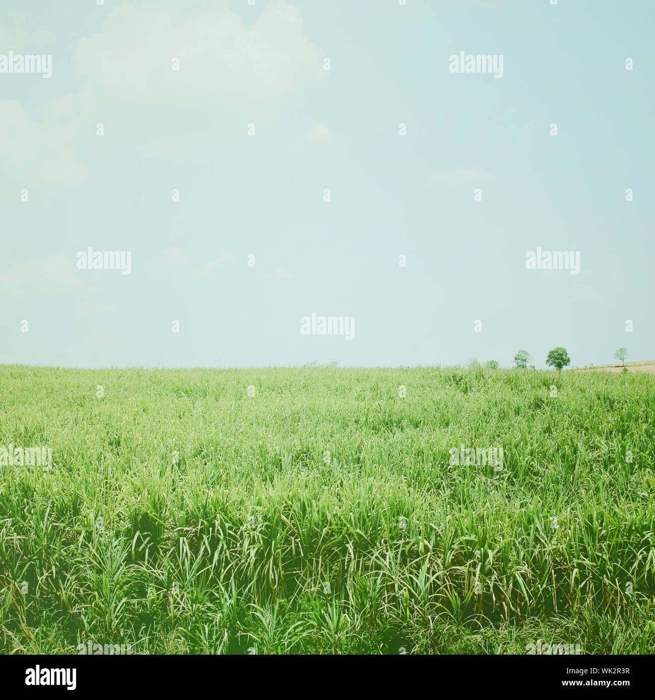 Green nature landscape with retro filter effect Stock Photo - Alamy