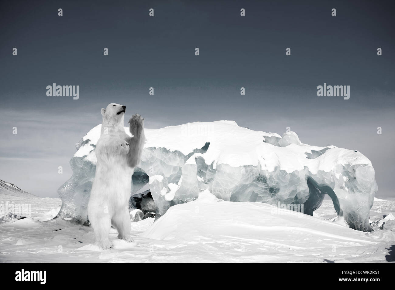 Svalbard polar bear east hi-res stock photography and images - Alamy