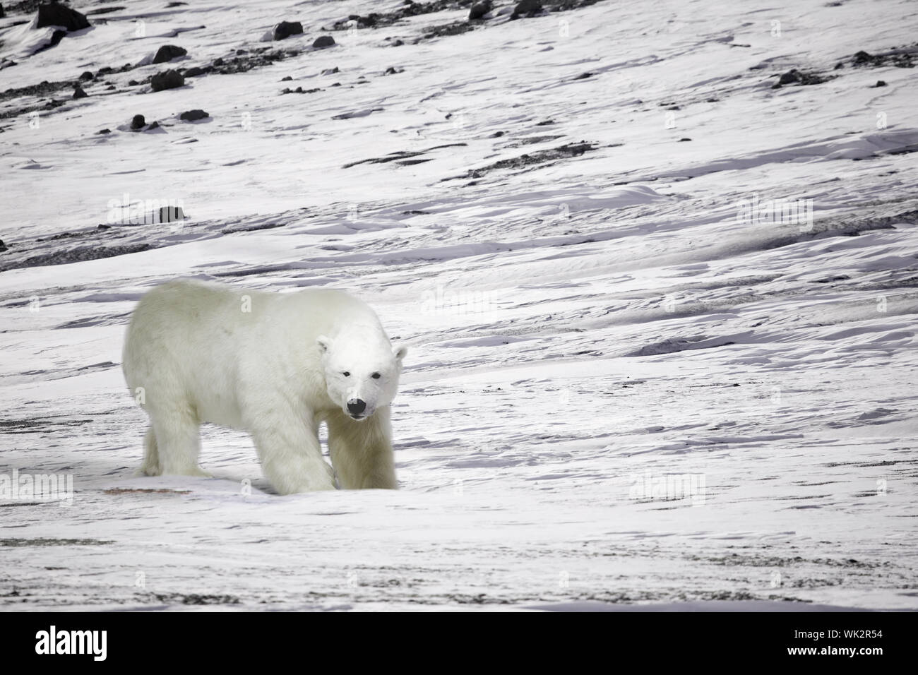 Polar bear tundra landscape hi-res stock photography and images - Alamy