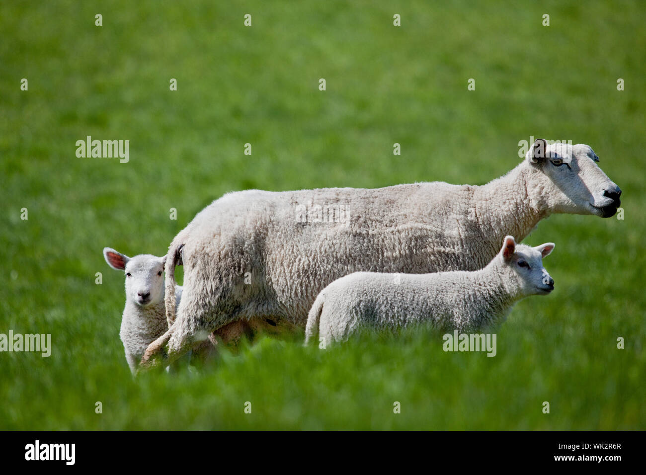 Ewe with two Lambs Stock Photo - Alamy