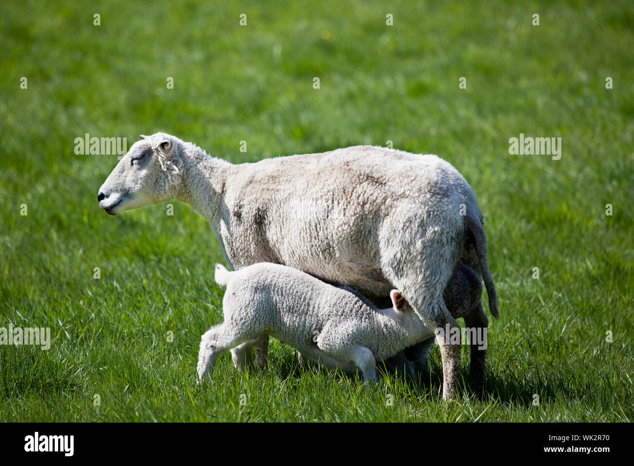 Nursing sheep hi-res stock photography and images - Alamy