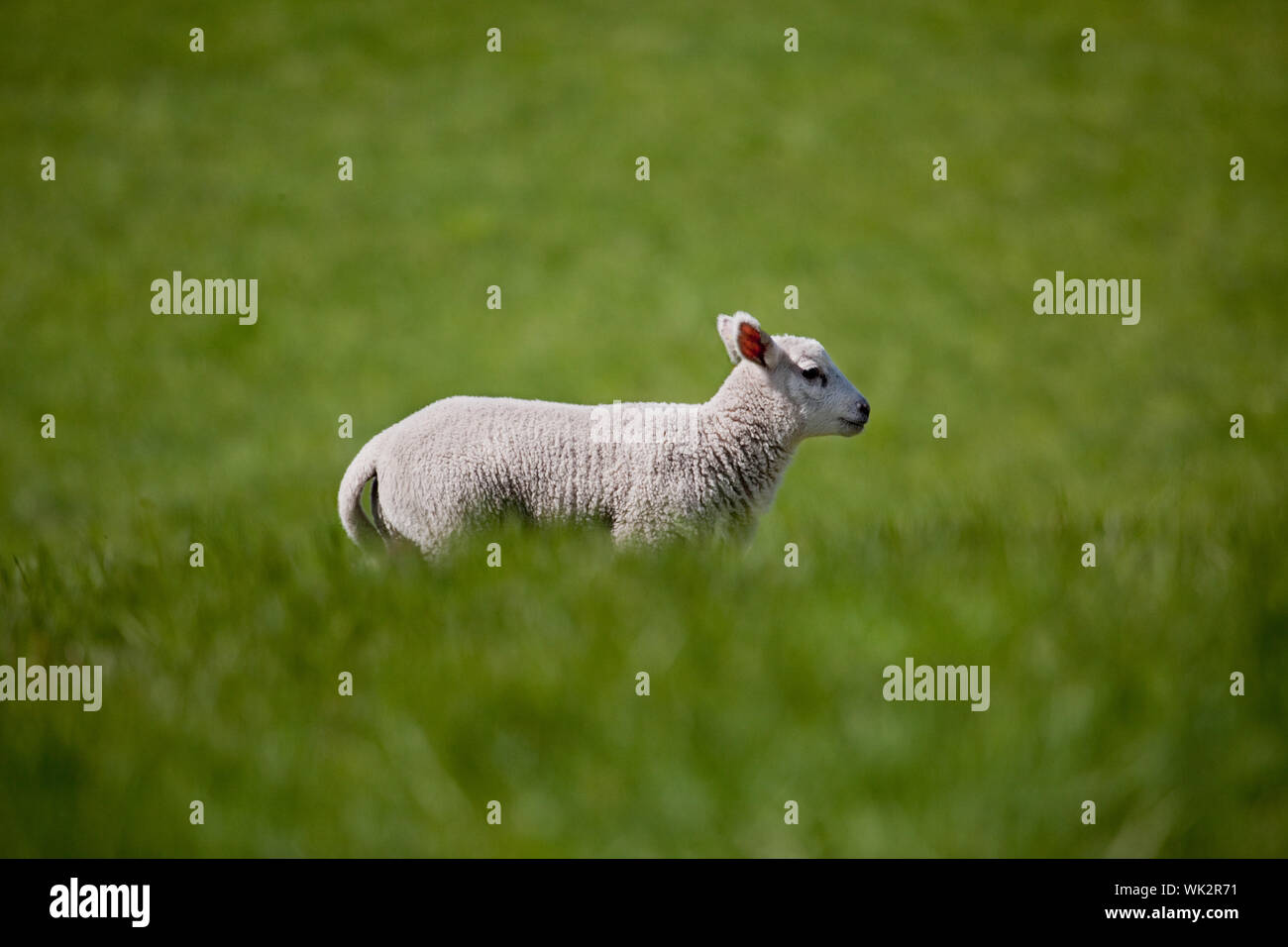 Little lamb running hi-res stock photography and images - Alamy