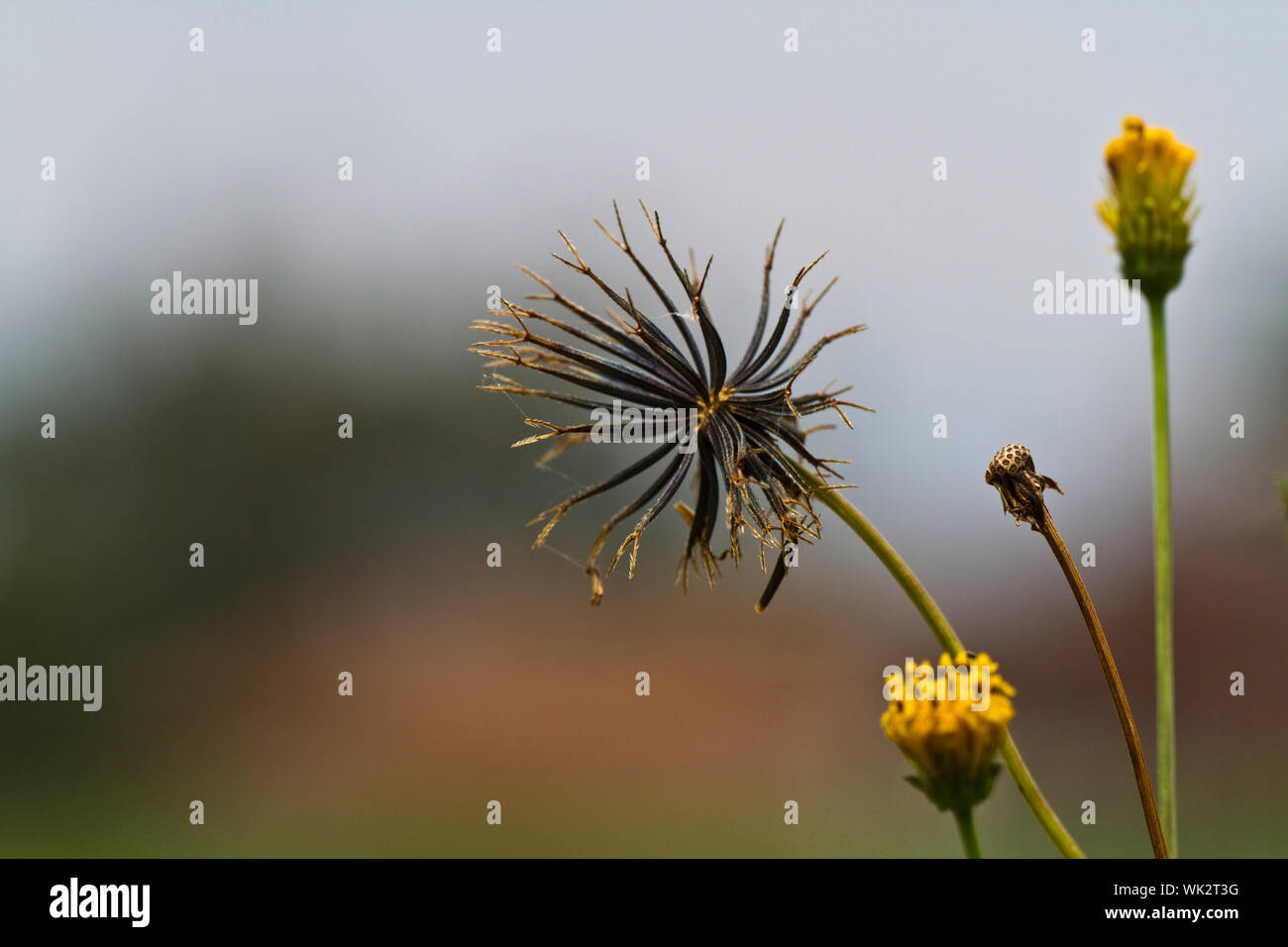 Yeloow flower of foliage in the field with blurred background Stock ...