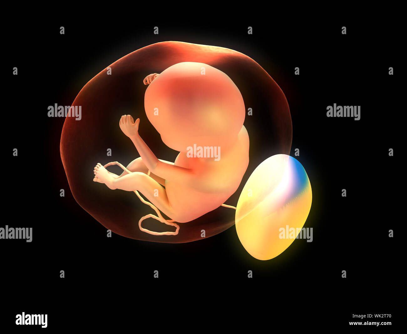 Fetus Birth High Resolution Stock Photography and Images - Alamy