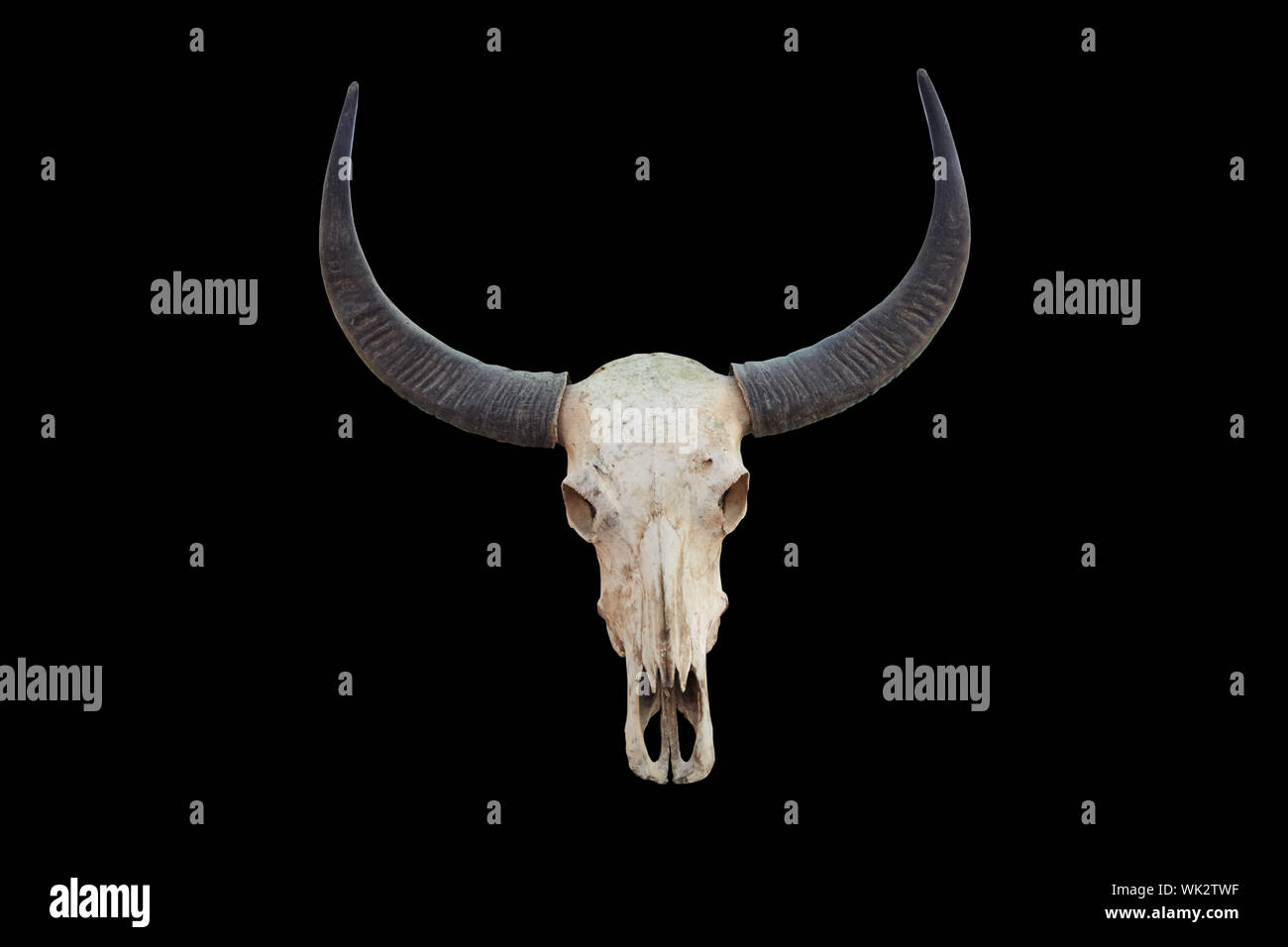 Animal Skeleton Black Background High Resolution Stock Photography and ...