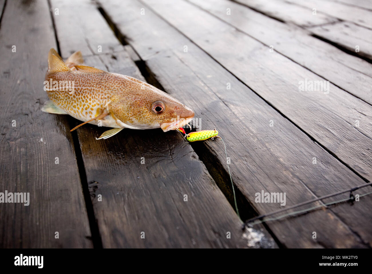 Cod fish alive hi-res stock photography and images - Alamy