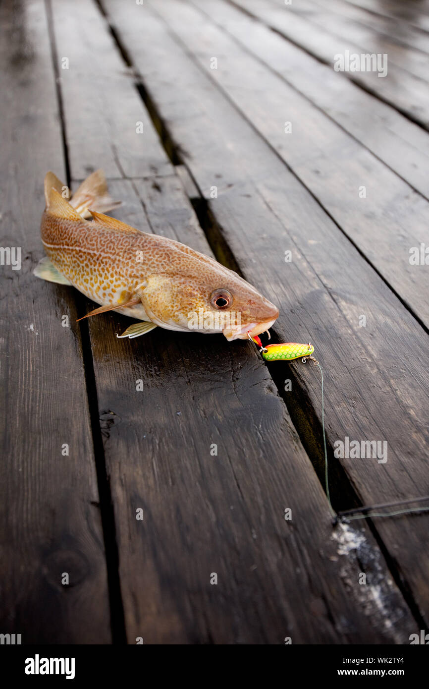 Whole cod hi-res stock photography and images - Alamy